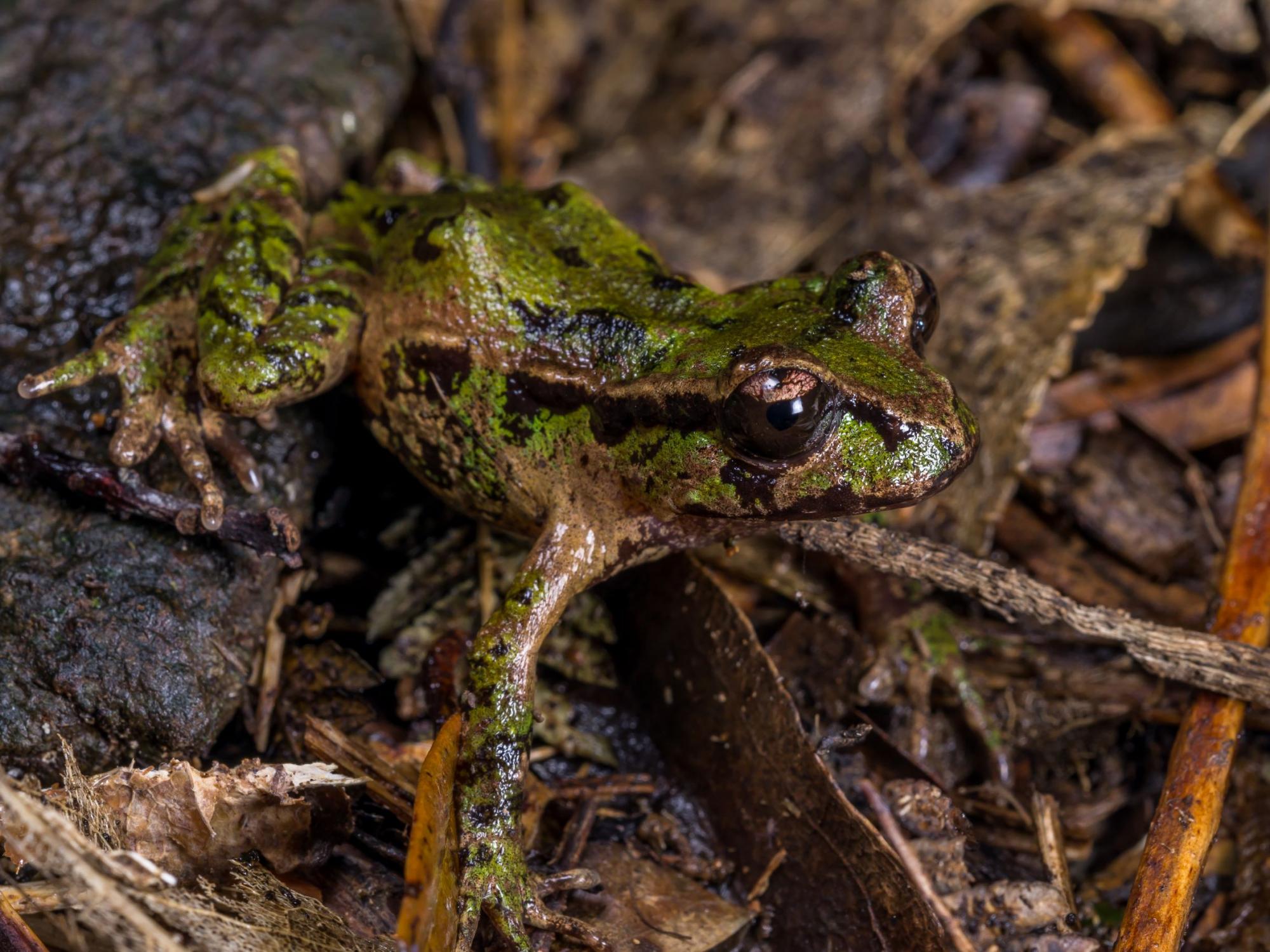 Leiopelma archeyi | NZHS
